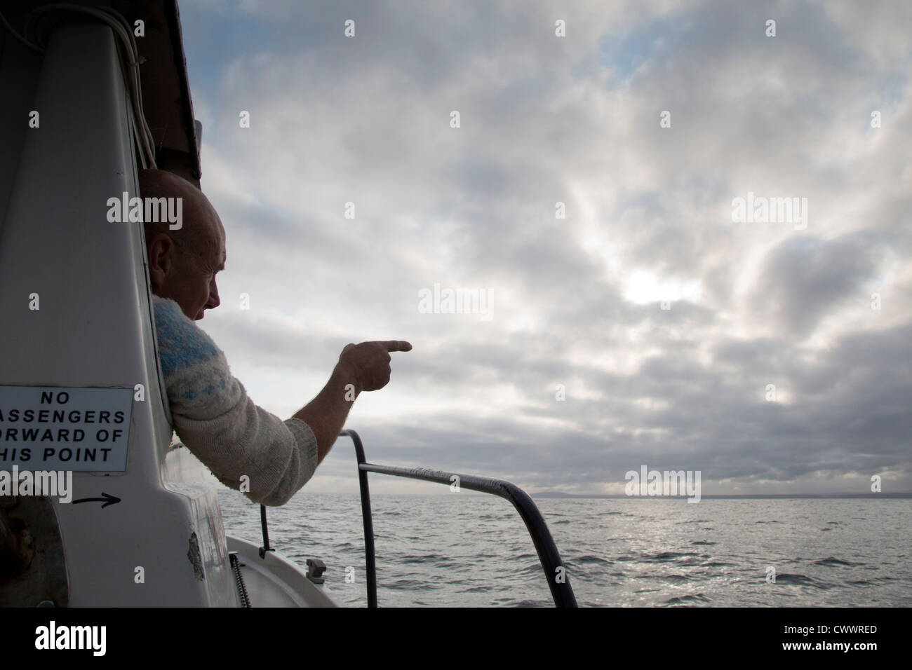 Pelagic birds Banque de photographies et d’images à haute résolution ...