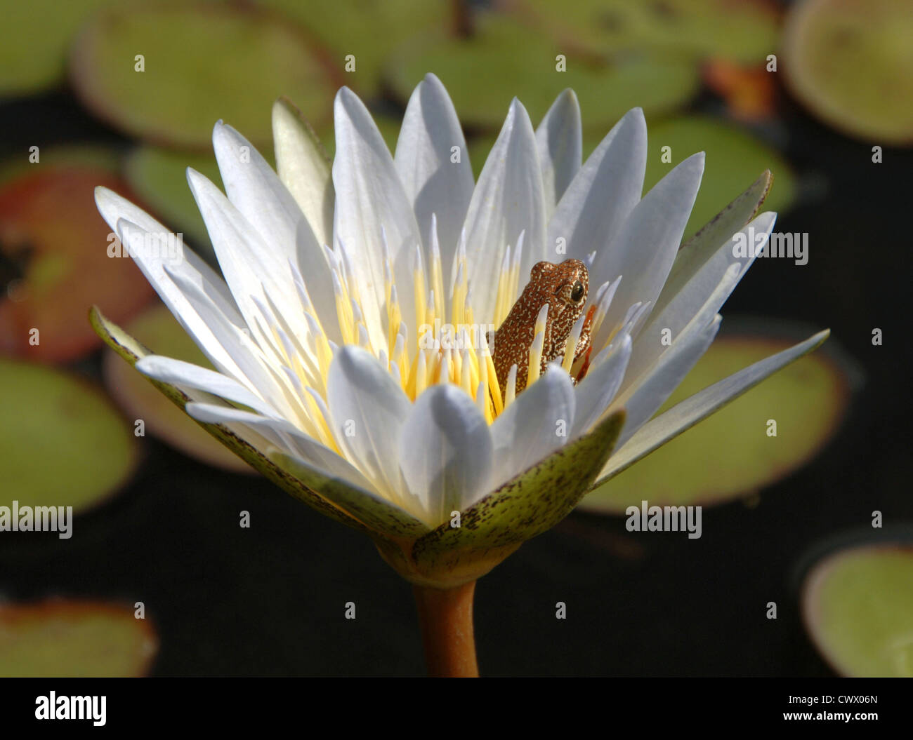 Grenouille minuscule Banque de photographies et d’images à haute ...