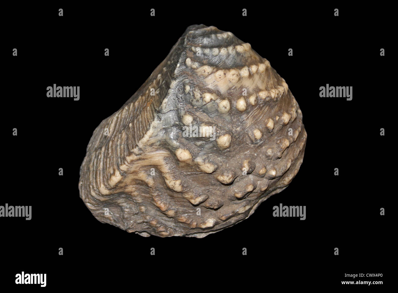 Mollusques bivalves fossiles Banque de photographies et d’images à ...