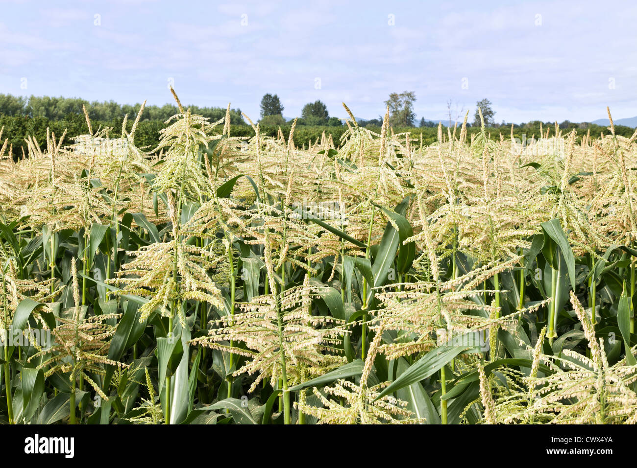 Scent gland Banque de photographies et d’images à haute résolution - Alamy