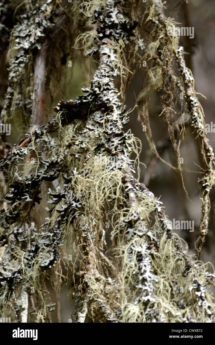 Lichen sur une branche Banque de photographies et d’images à haute ...