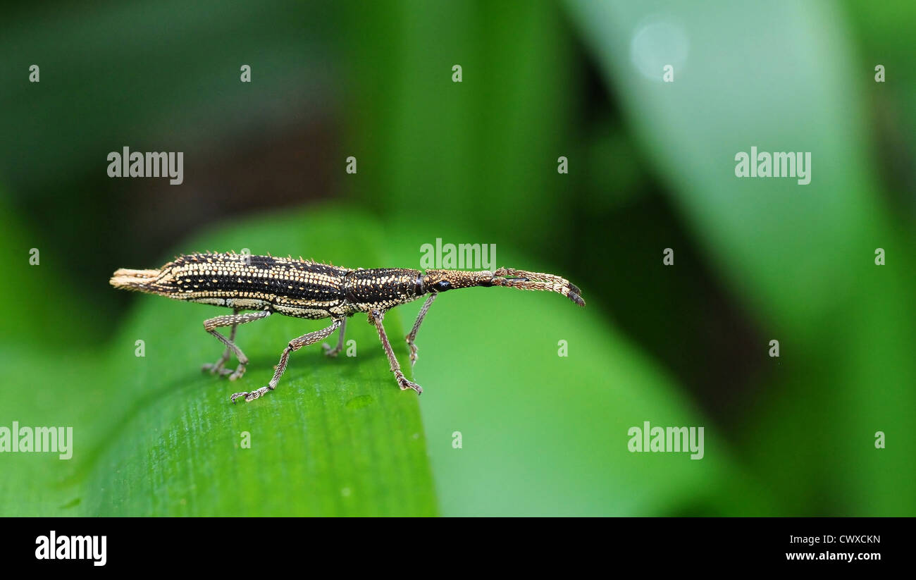 Phasmidae ou insecte Banque de photographies et d’images à haute ...