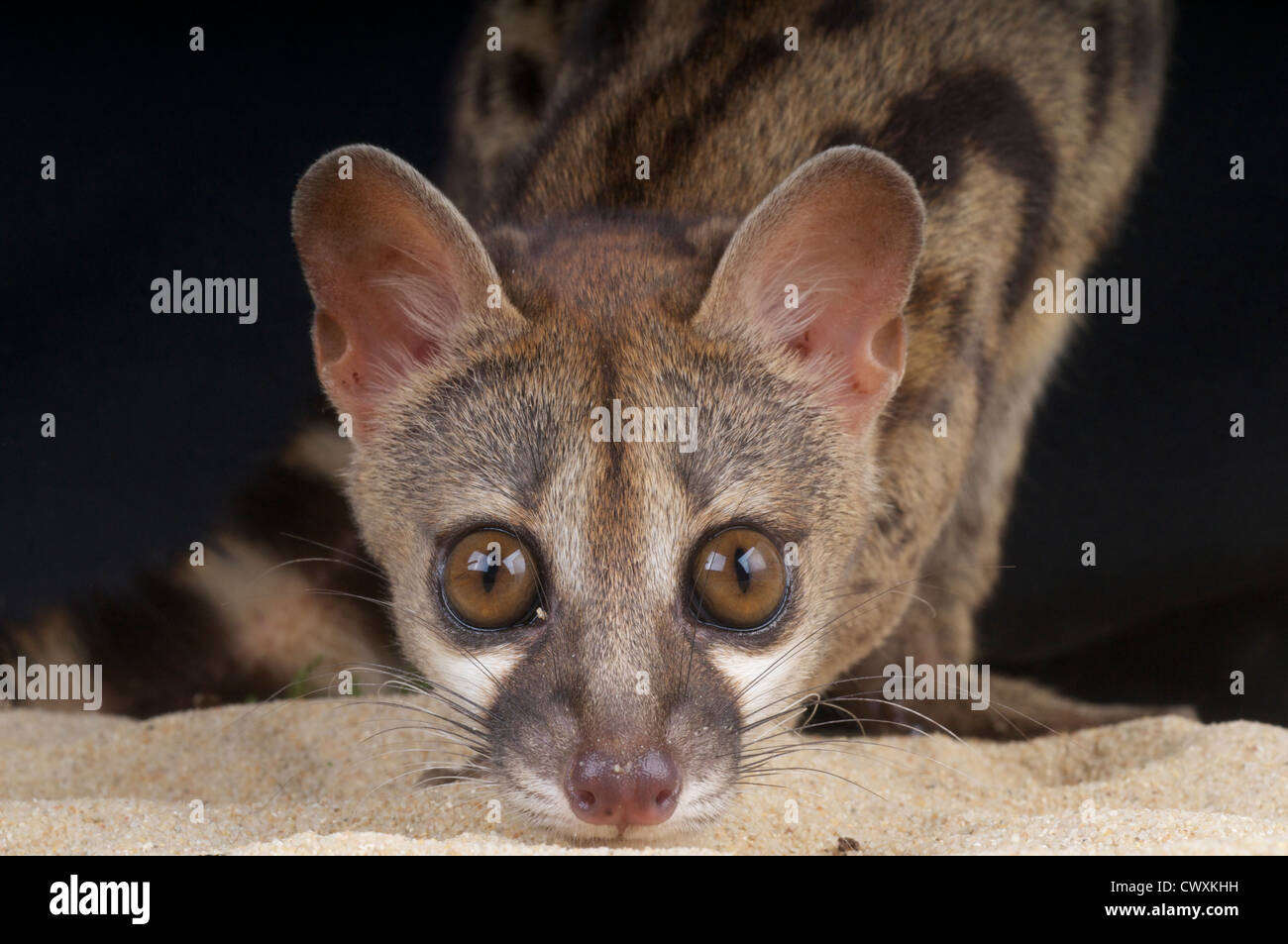 Genette africaine Banque de photographies et d’images à haute ...
