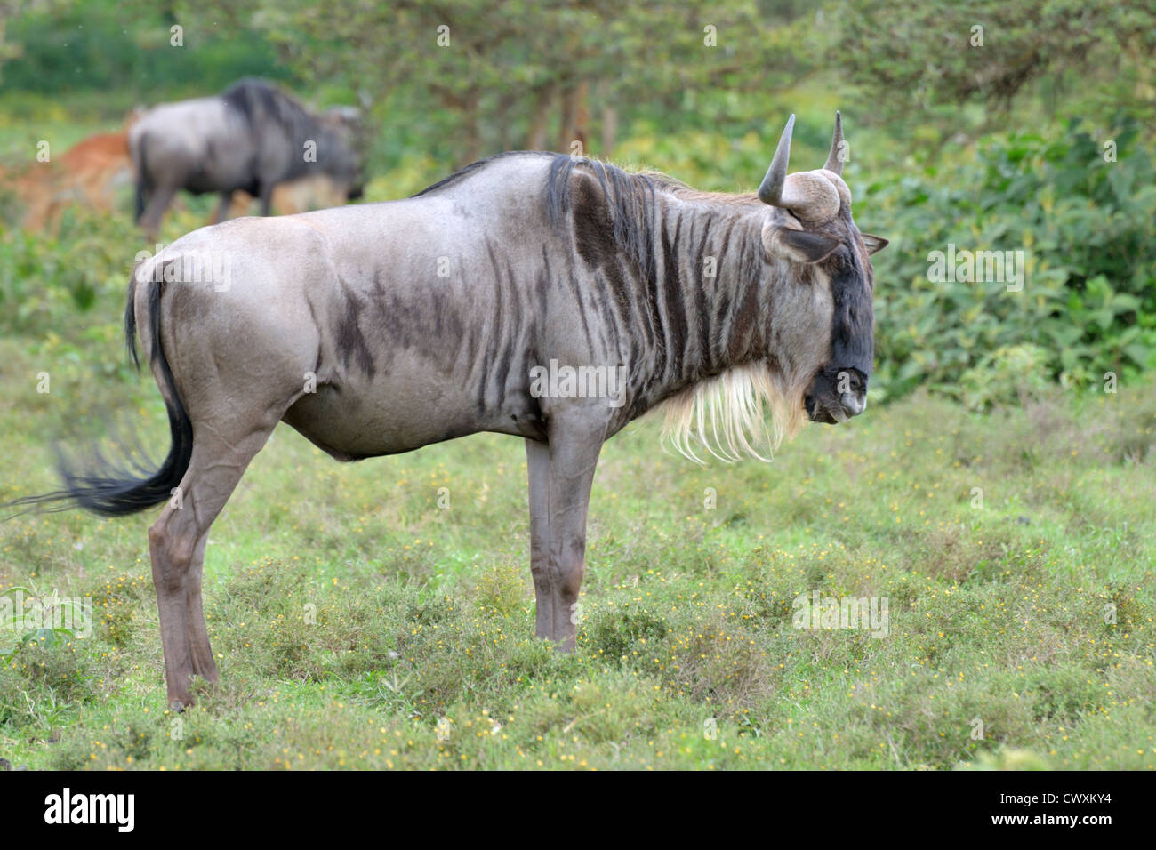 Antilope De Gnou Banque d'image et photos - Page 2 - Alamy