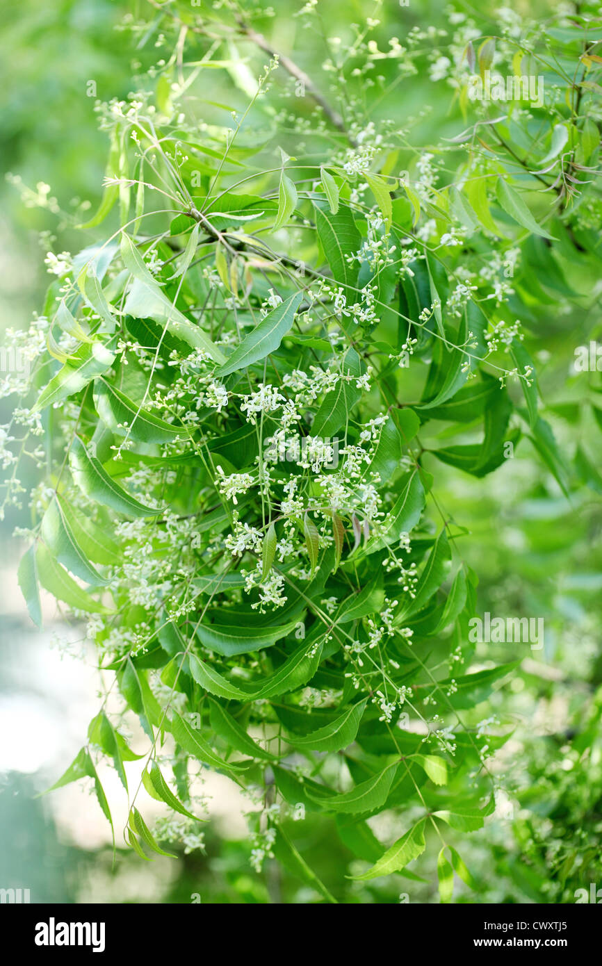Les feuilles de neem Azadirachta indica Photo Stock - Alamy