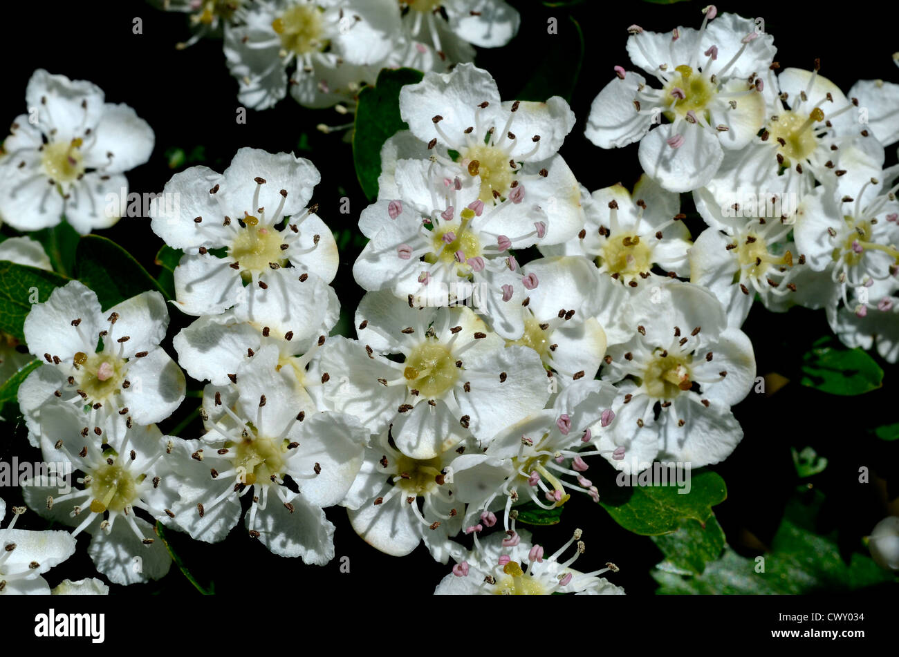 Aubepine monogyne Banque de photographies et d’images à haute ...