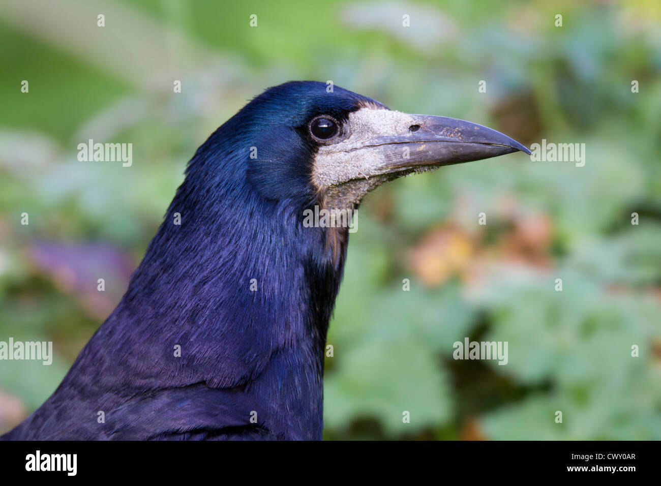 Rook portrait Banque de photographies et d’images à haute résolution ...