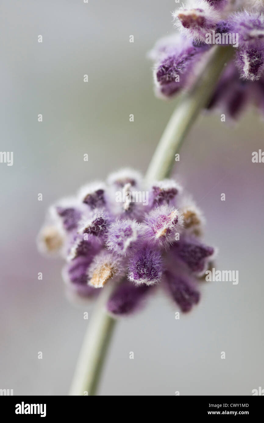 Russian sage perovskia atriplicifolia Banque de photographies et d ...