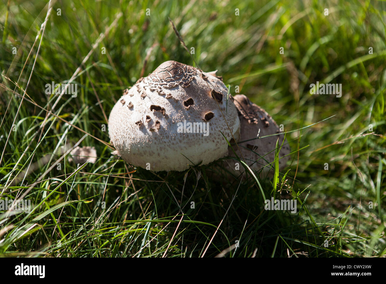 Giant mushrooms Banque de photographies et d’images à haute résolution ...