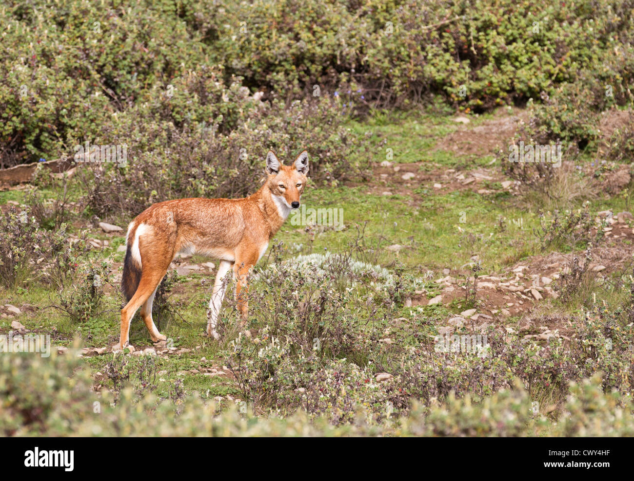 Loup ethiopien canis simensis Banque de photographies et d’images à ...