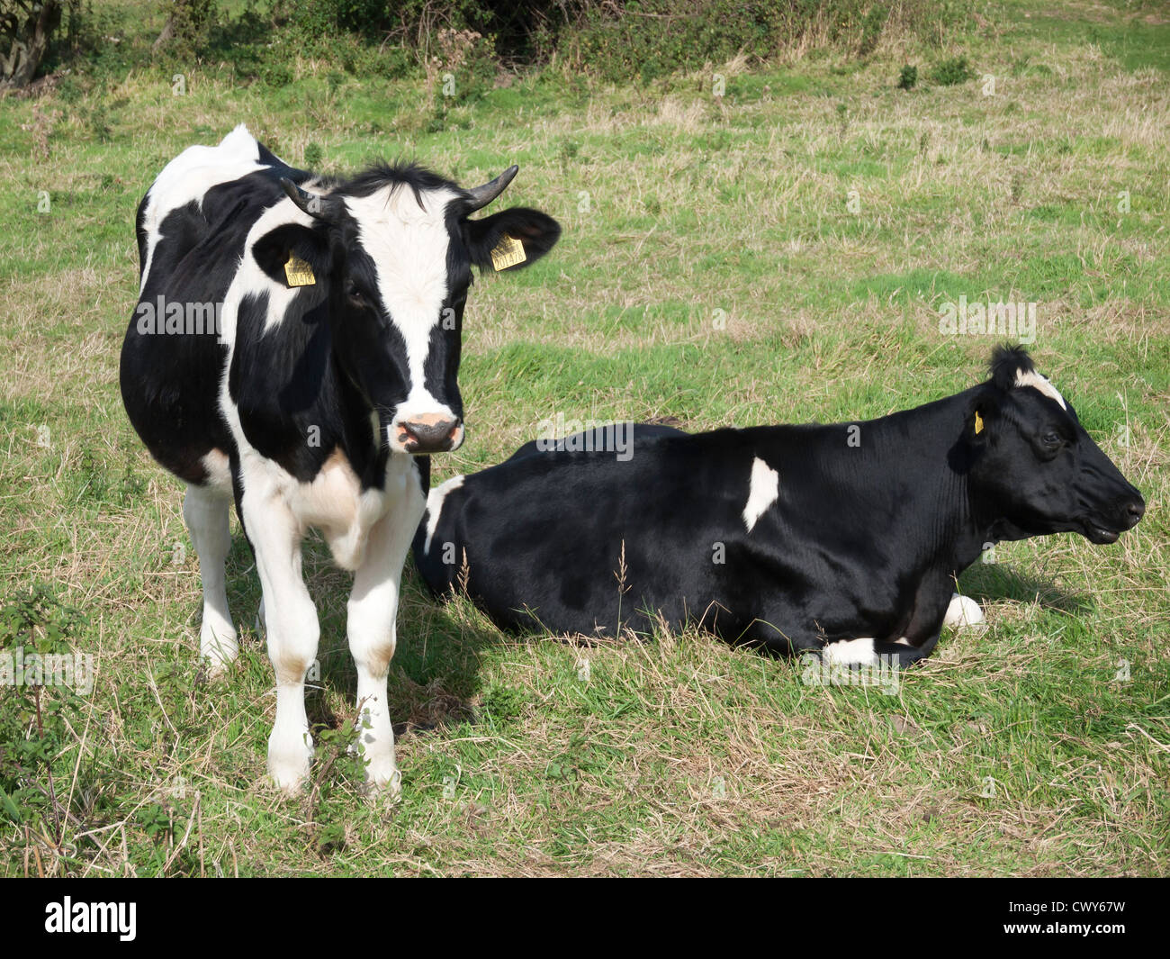Deux jeunes bovins de race Frisonne en noir et blanc d'oeil de ...