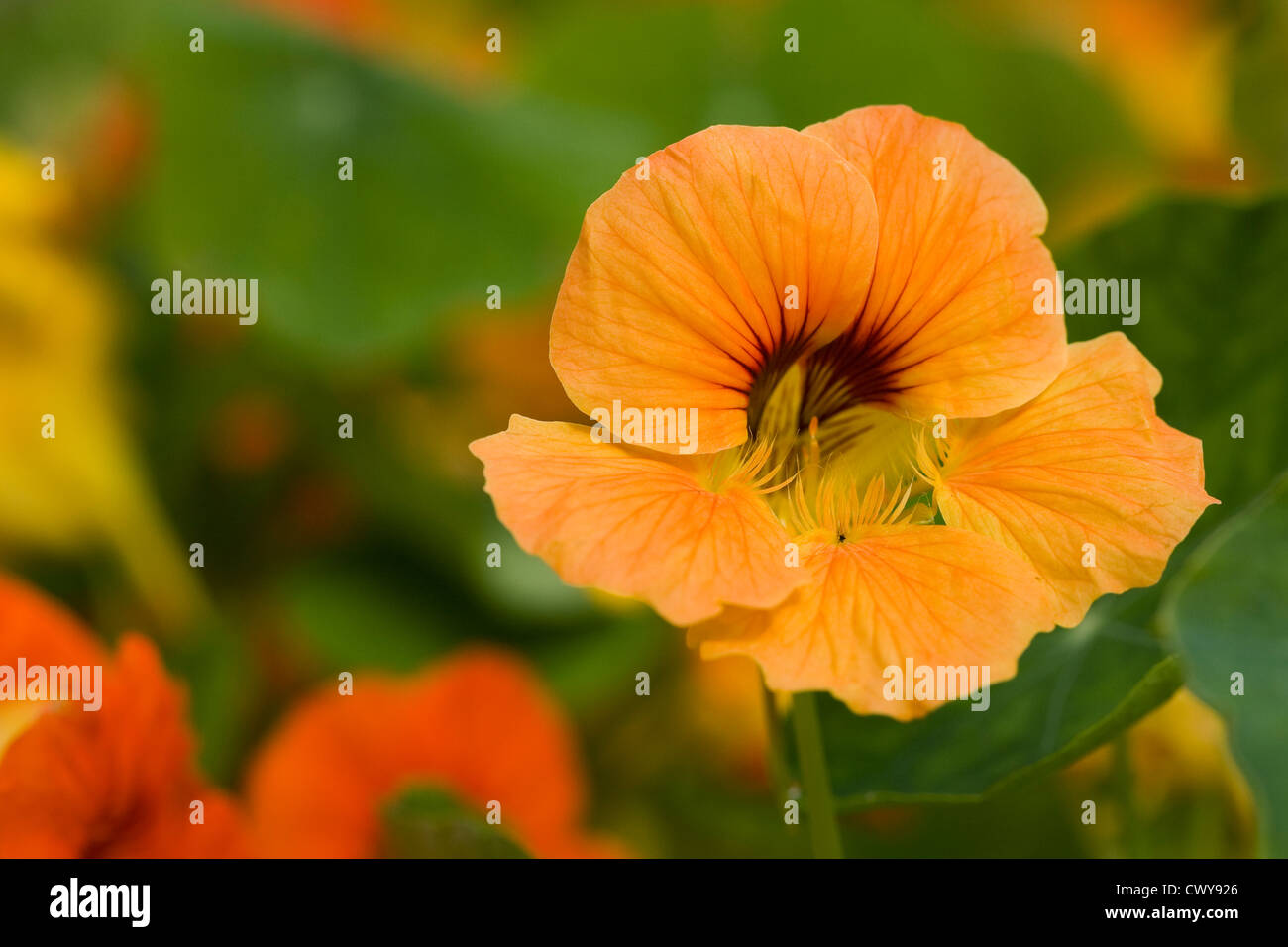 Capucines capucines Banque de photographies et d’images à haute ...