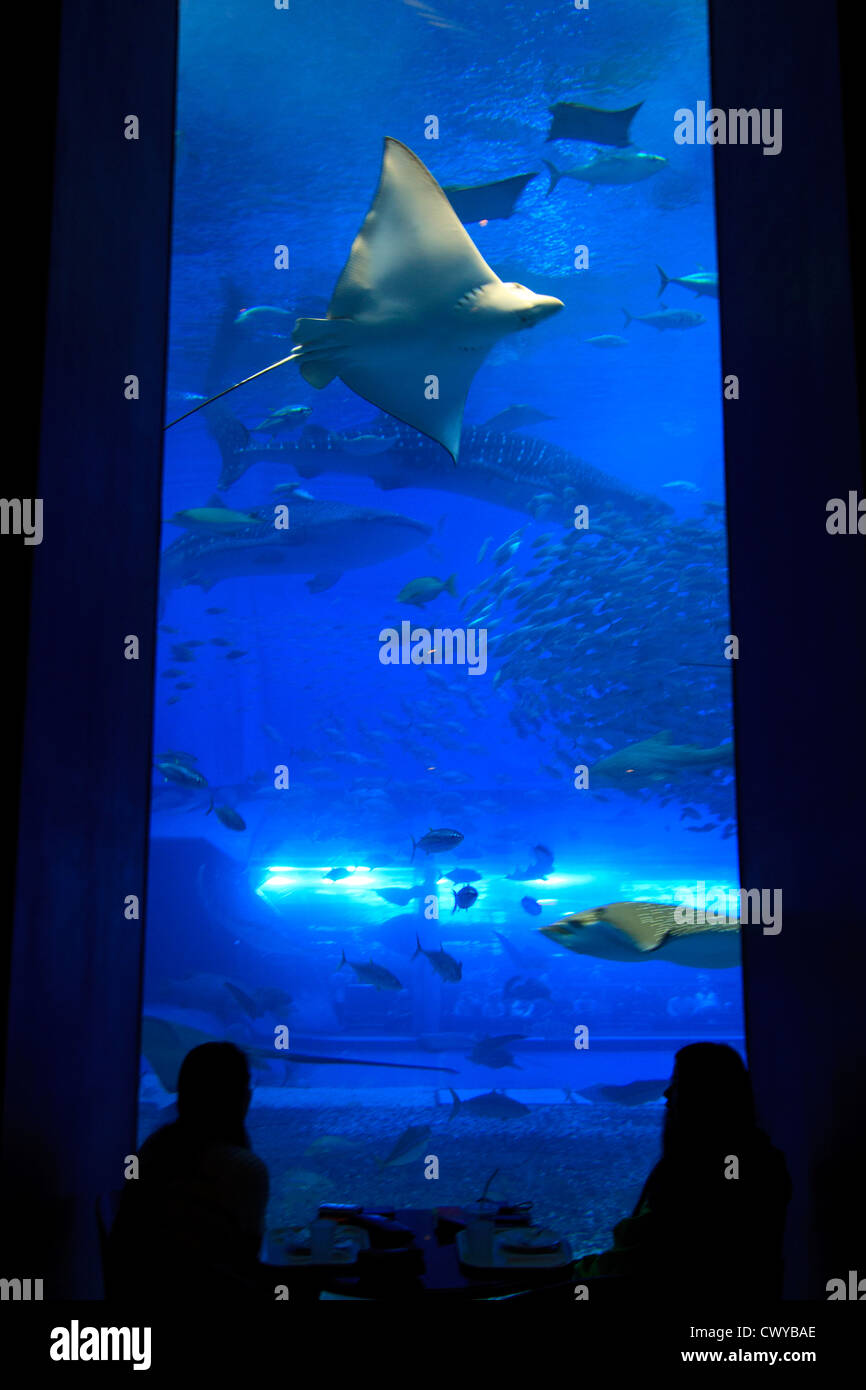 Diners au restaurant de Churaumi Aquarium sont traités à un show ...