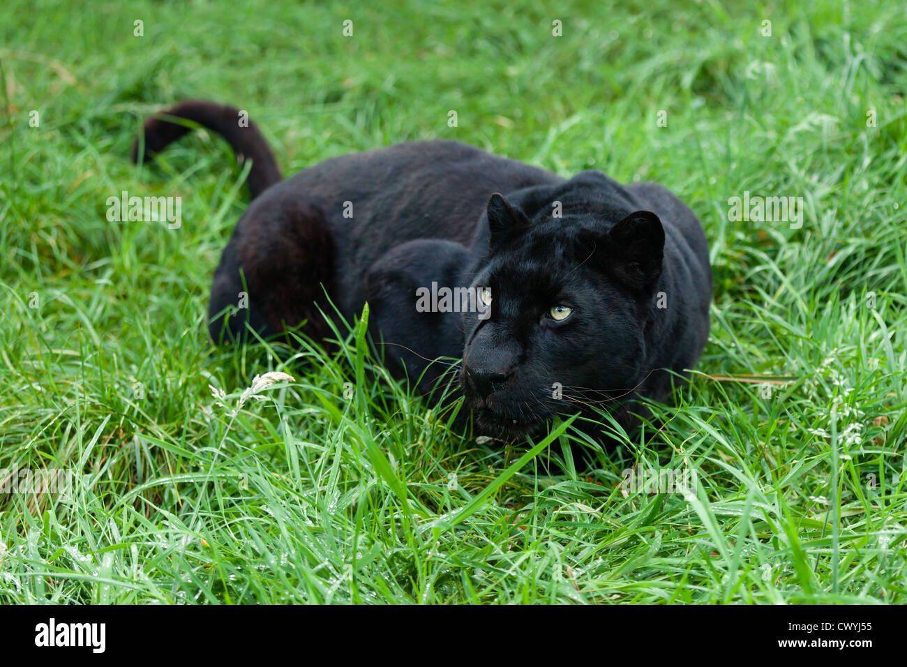 Léopard noir Banque de photographies et d’images à haute résolution - Alamy