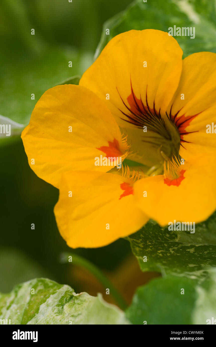 Fleur de capucine et abeille Banque de photographies et d’images à ...