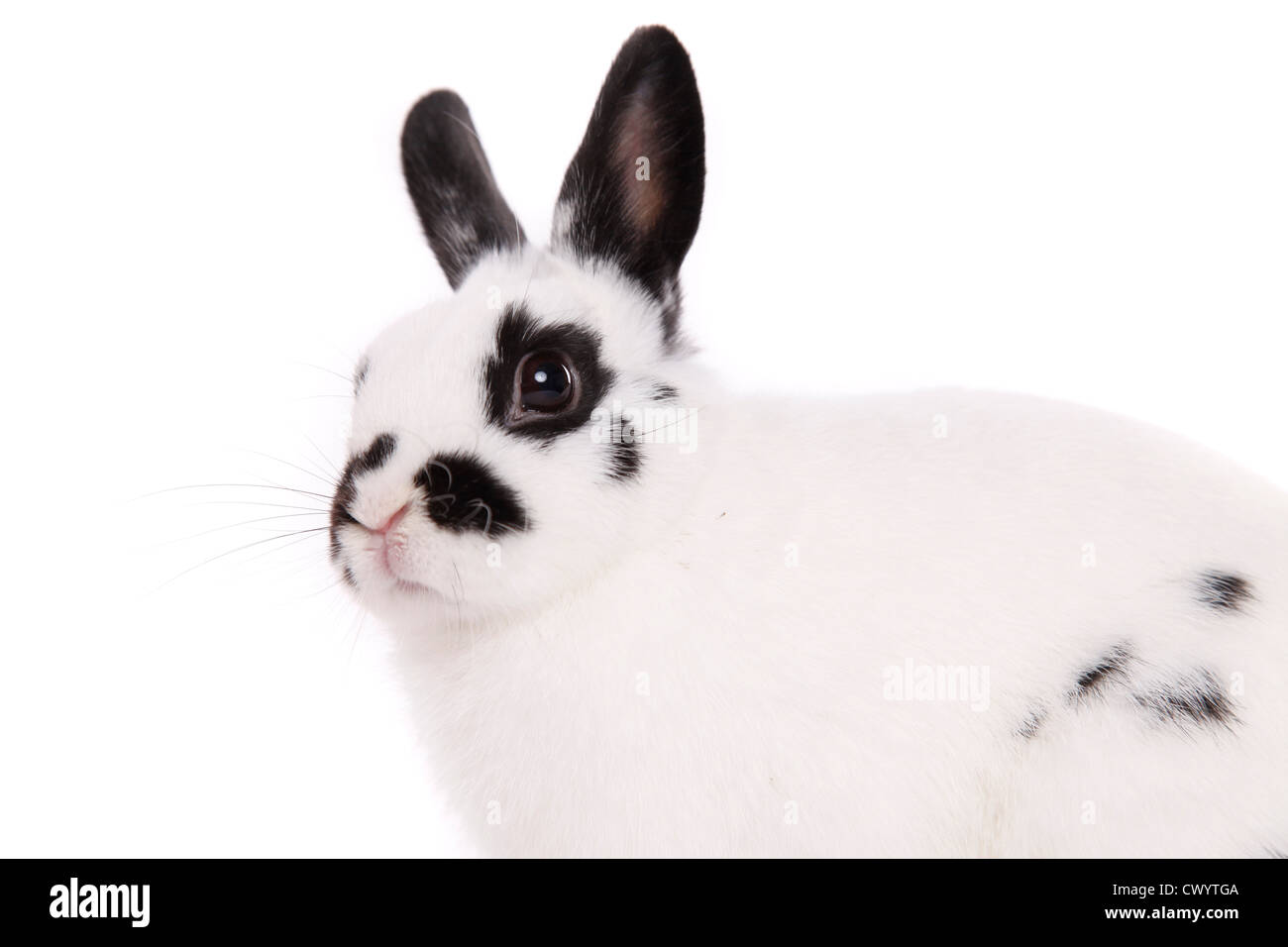 Pygmy rabbits Banque de photographies et d’images à haute résolution ...