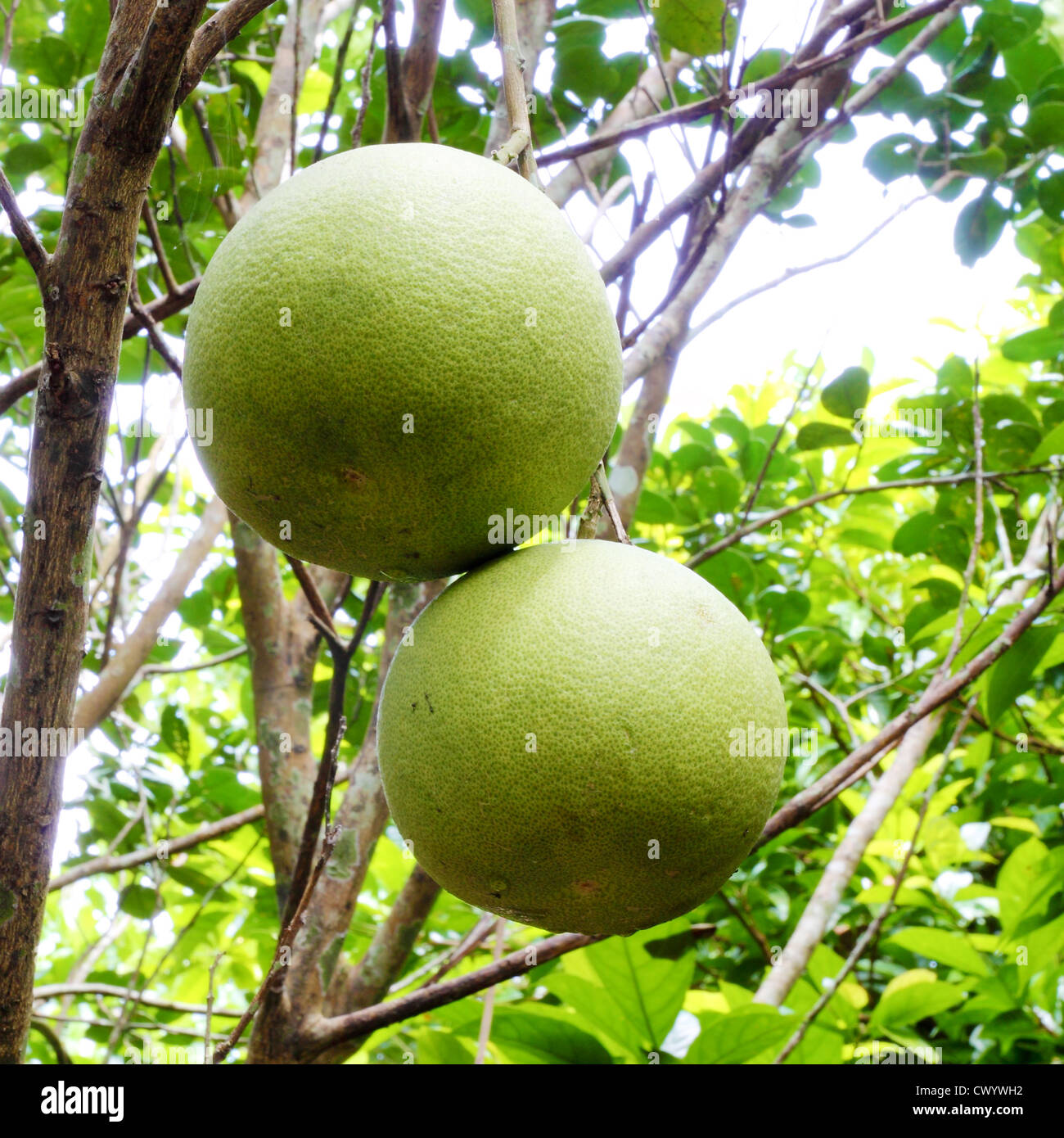 Pomelo tree Banque de photographies et d’images à haute résolution - Alamy