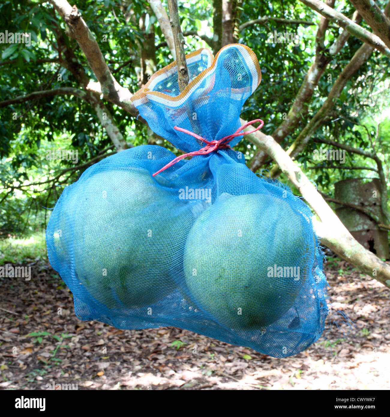 Pomelo fruit Banque de photographies et d’images à haute résolution - Alamy