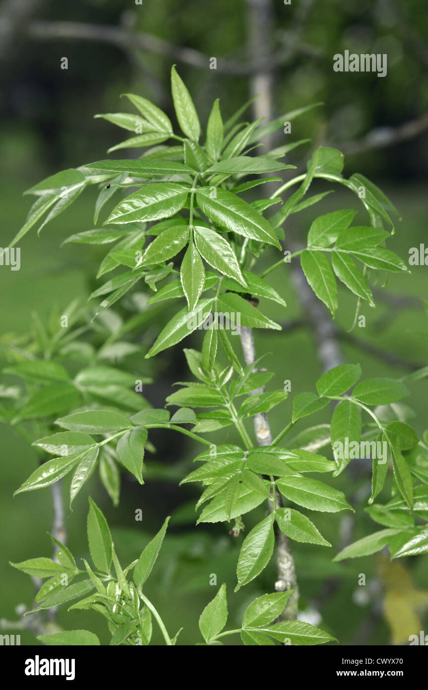 Fraxinus america Banque de photographies et d’images à haute résolution ...