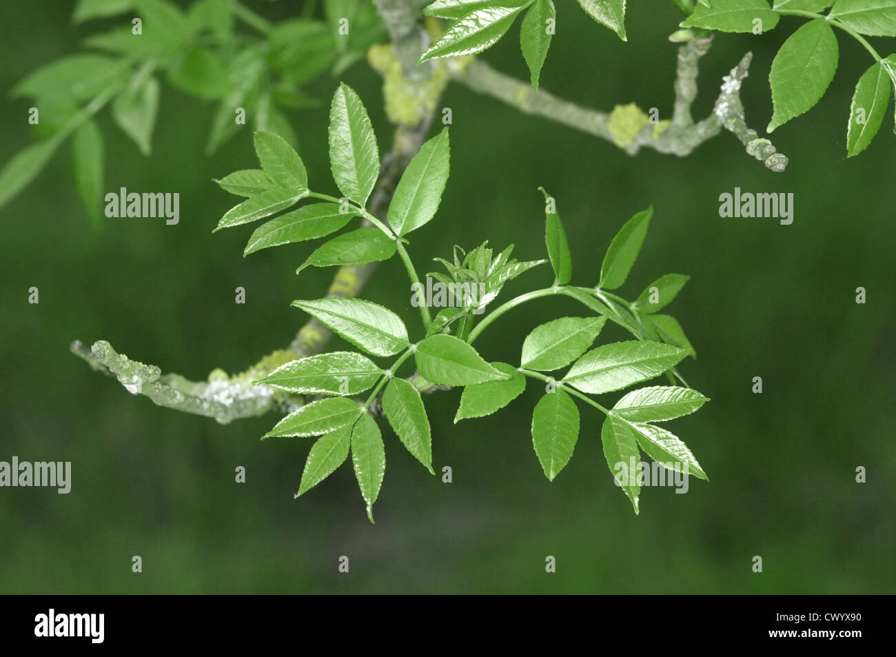 Fraxinus america Banque de photographies et d’images à haute résolution ...