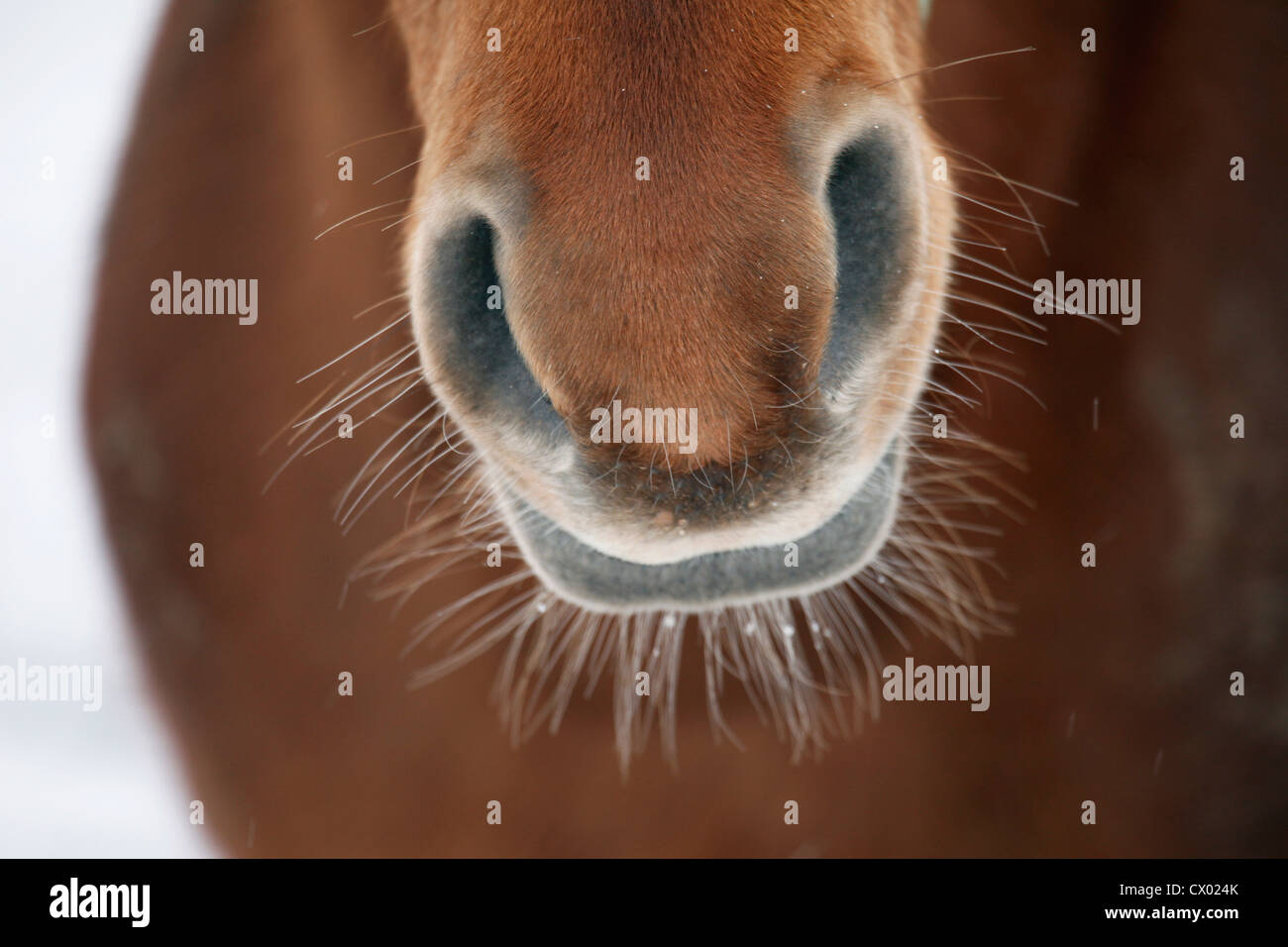 Cheval bouche Banque de photographies et d’images à haute résolution ...