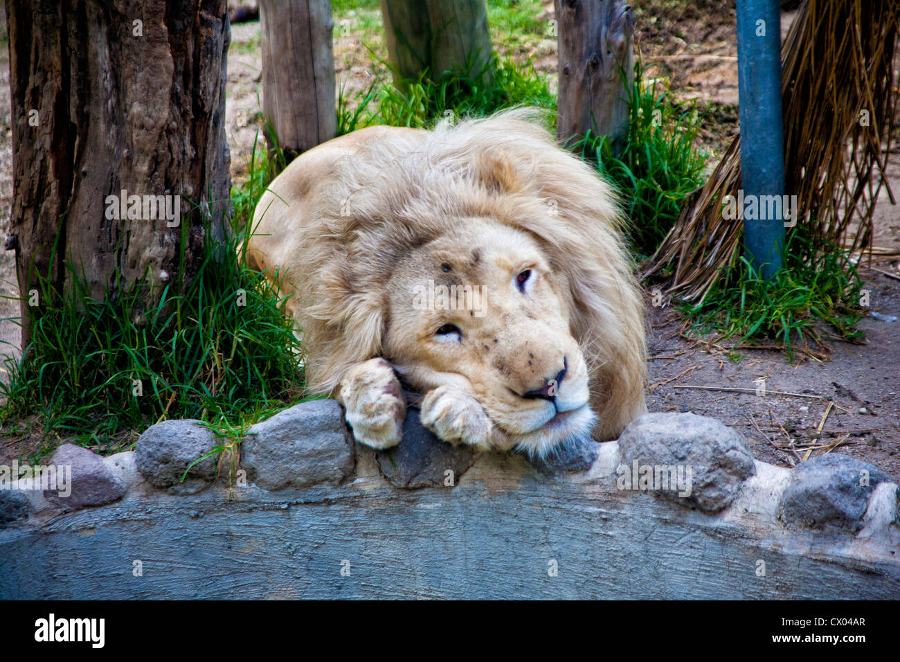 Loro parque zoo Banque de photographies et d’images à haute résolution ...
