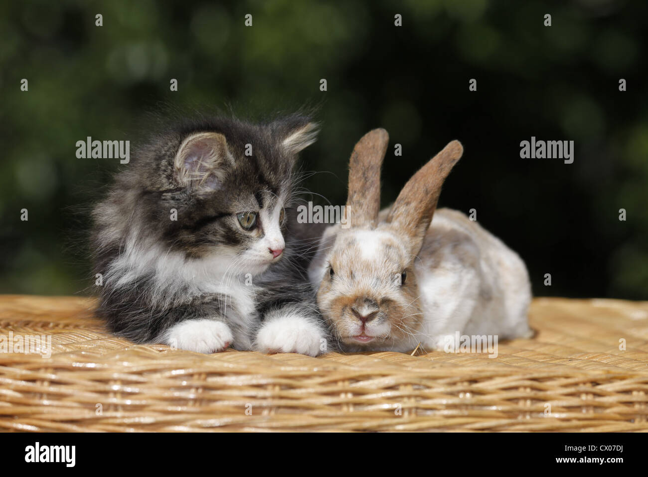 Lapin chat Banque de photographies et d’images à haute résolution - Alamy