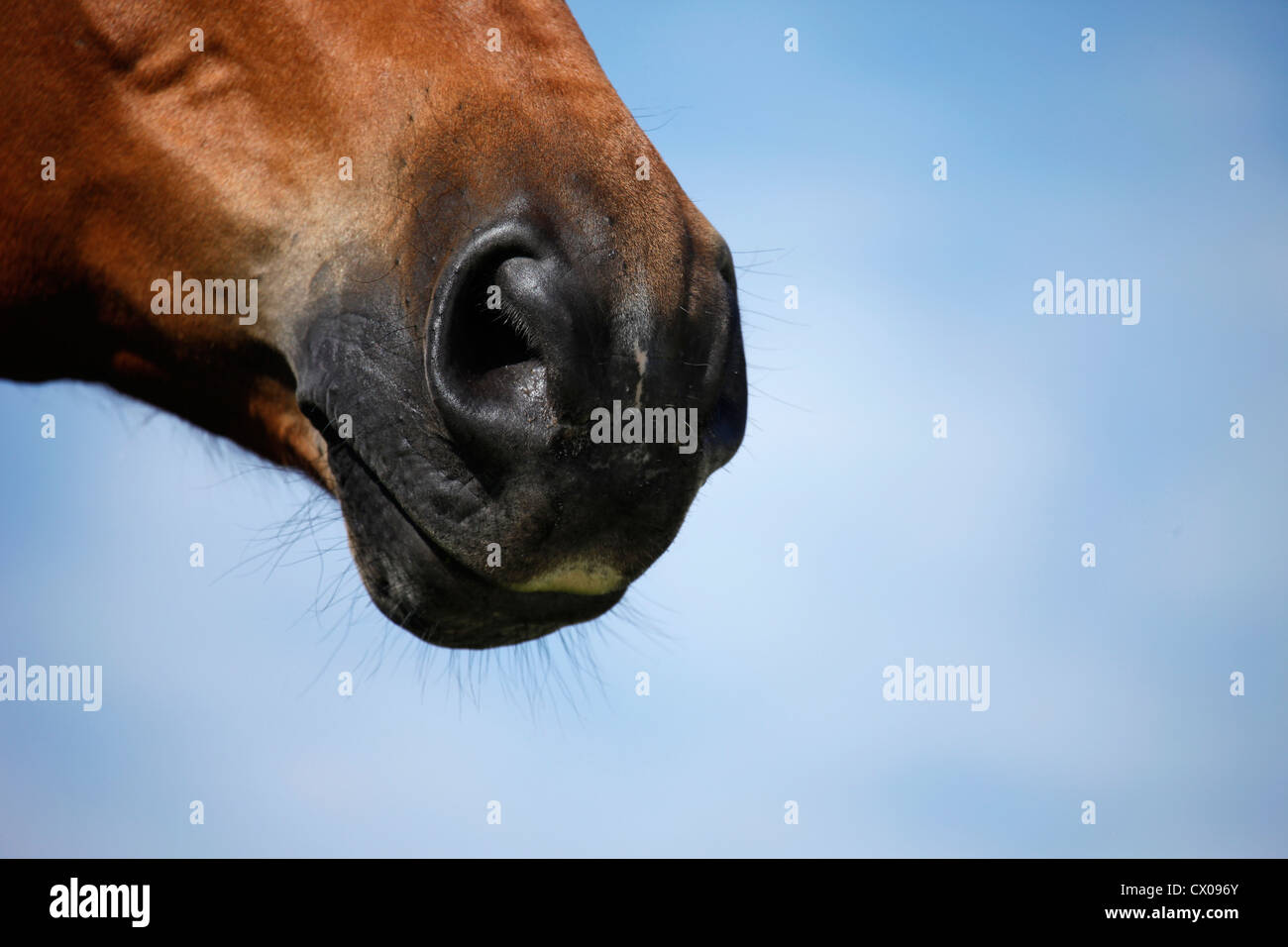 Cheval de narines Banque de photographies et d’images à haute ...