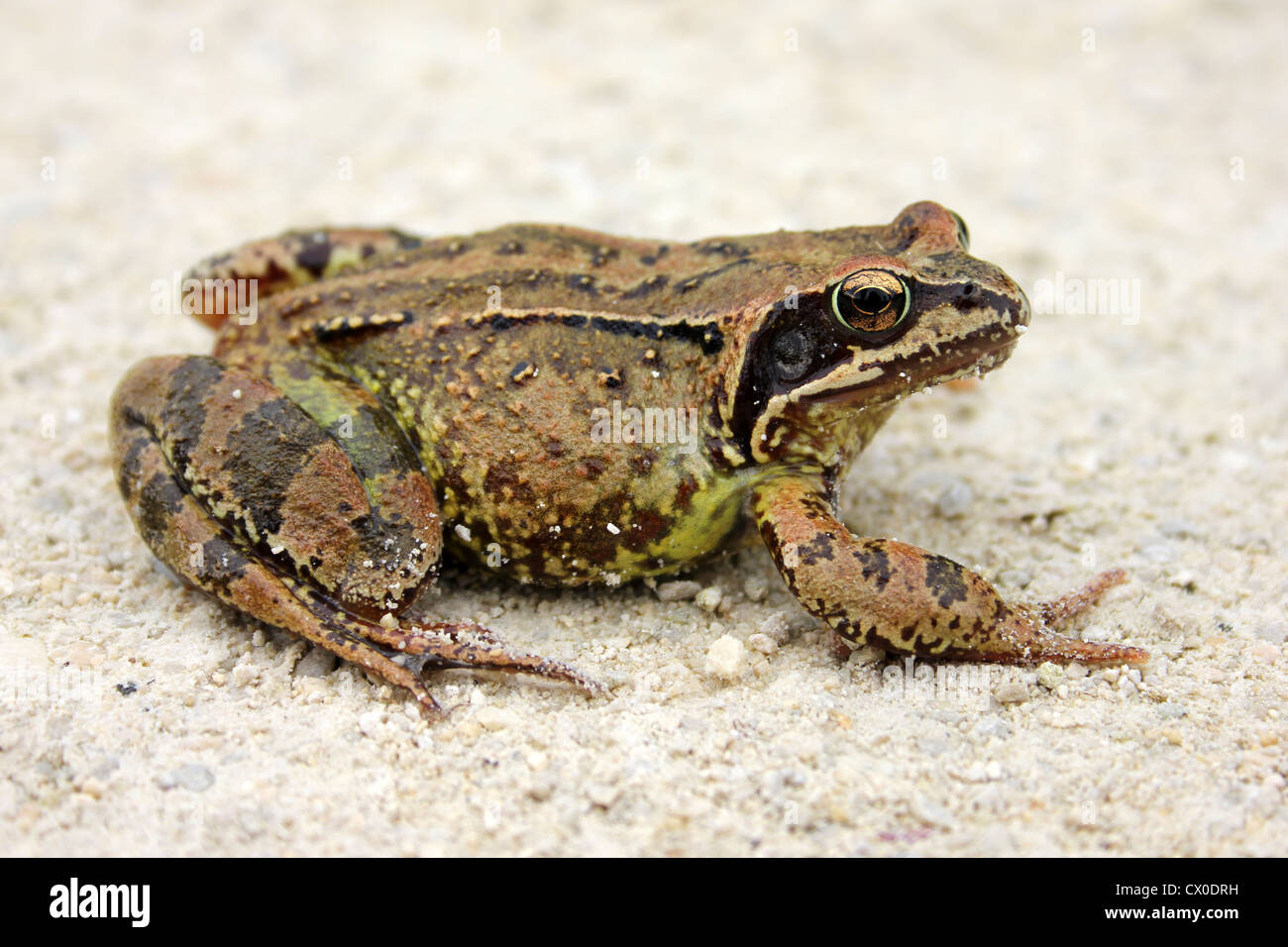Grenouille rousse Banque de photographies et d’images à haute ...