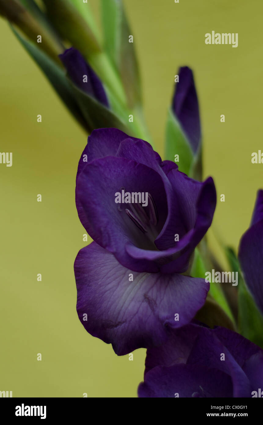 Purple gladiolus Banque de photographies et d’images à haute résolution - Alamy