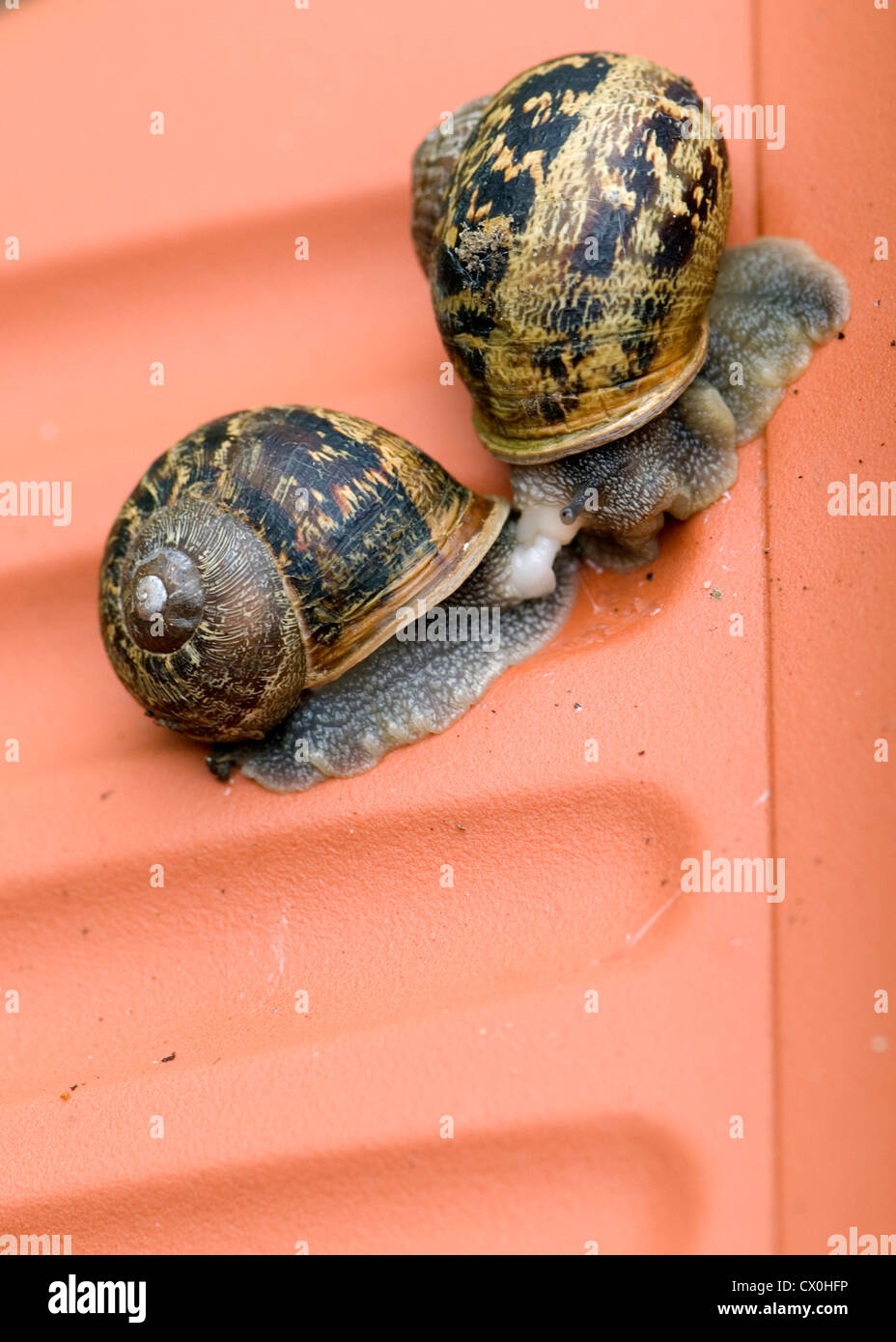 Accouplement de deux escargots Banque de photographies et d’images à ...