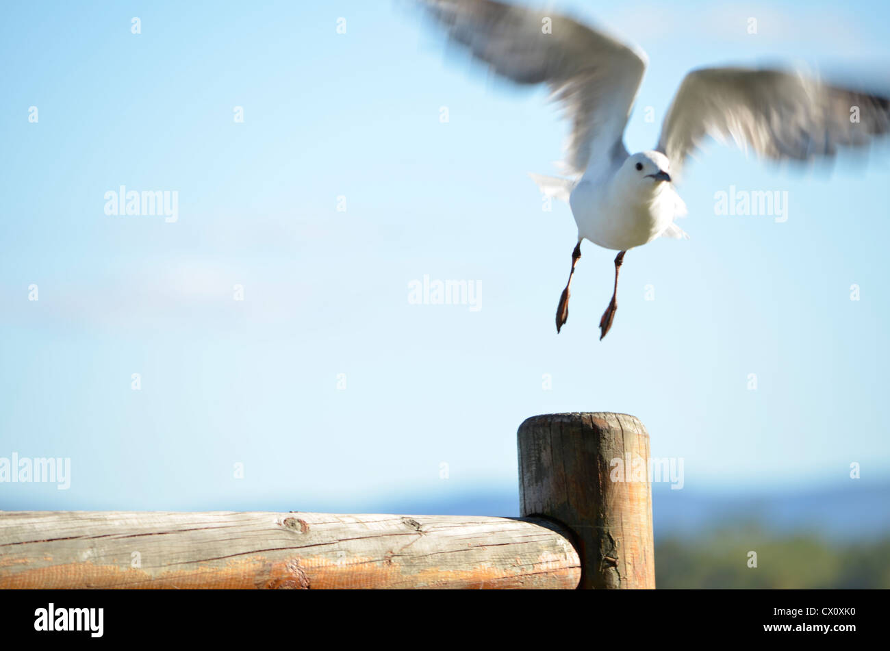 Mouette en volant Banque de photographies et d’images à haute ...