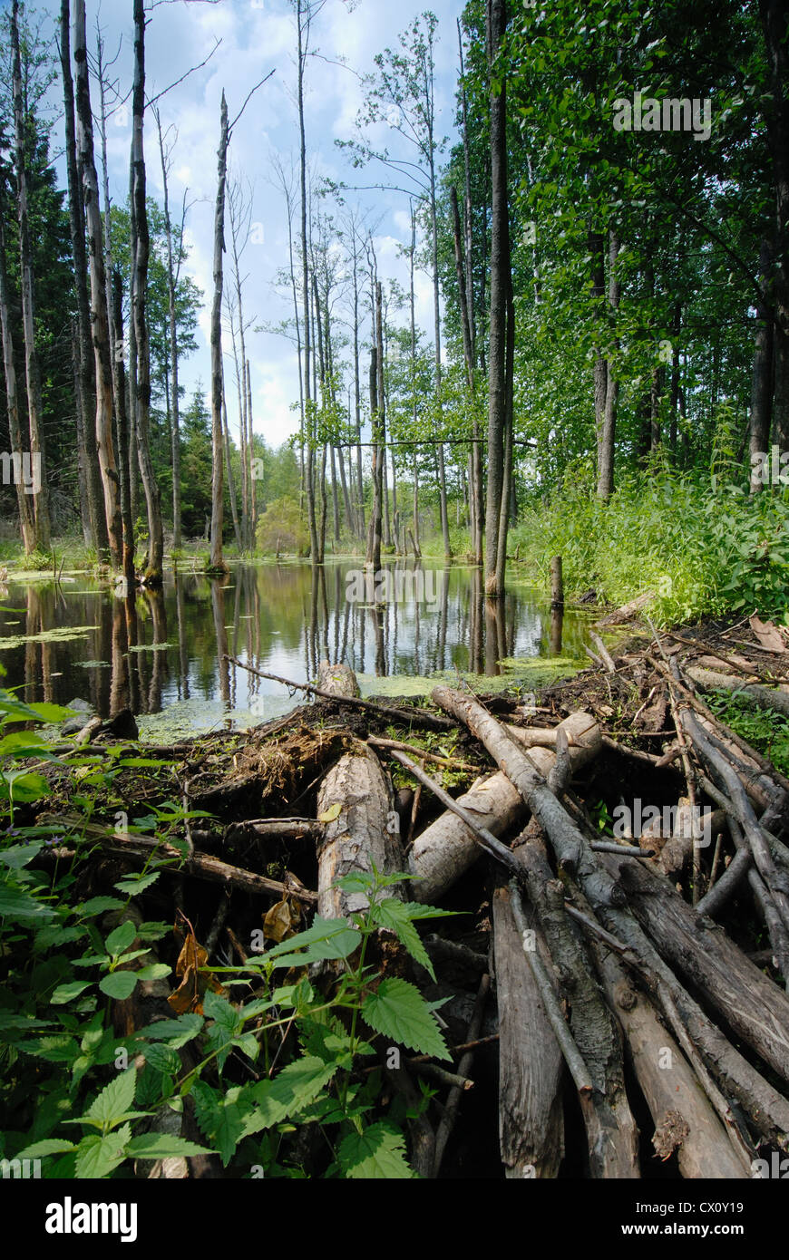 Digue de castor Banque de photographies et d’images à haute résolution ...