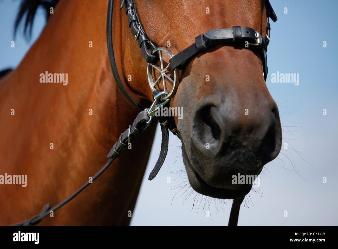 Bride de bridon Banque de photographies et d’images à haute résolution ...
