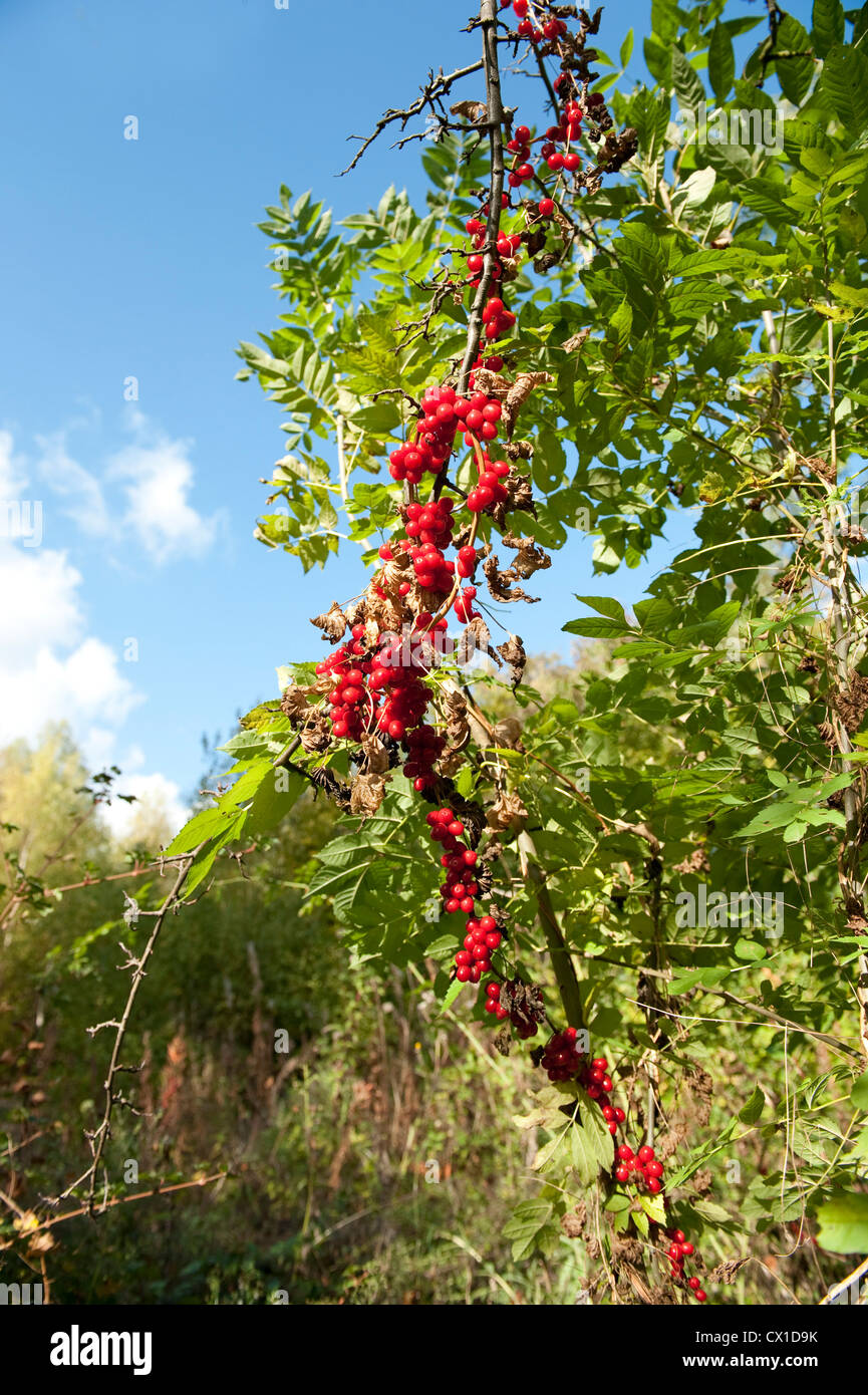 Baies rouges de la Black Bryony plante grimpante Tamus communis twining ...