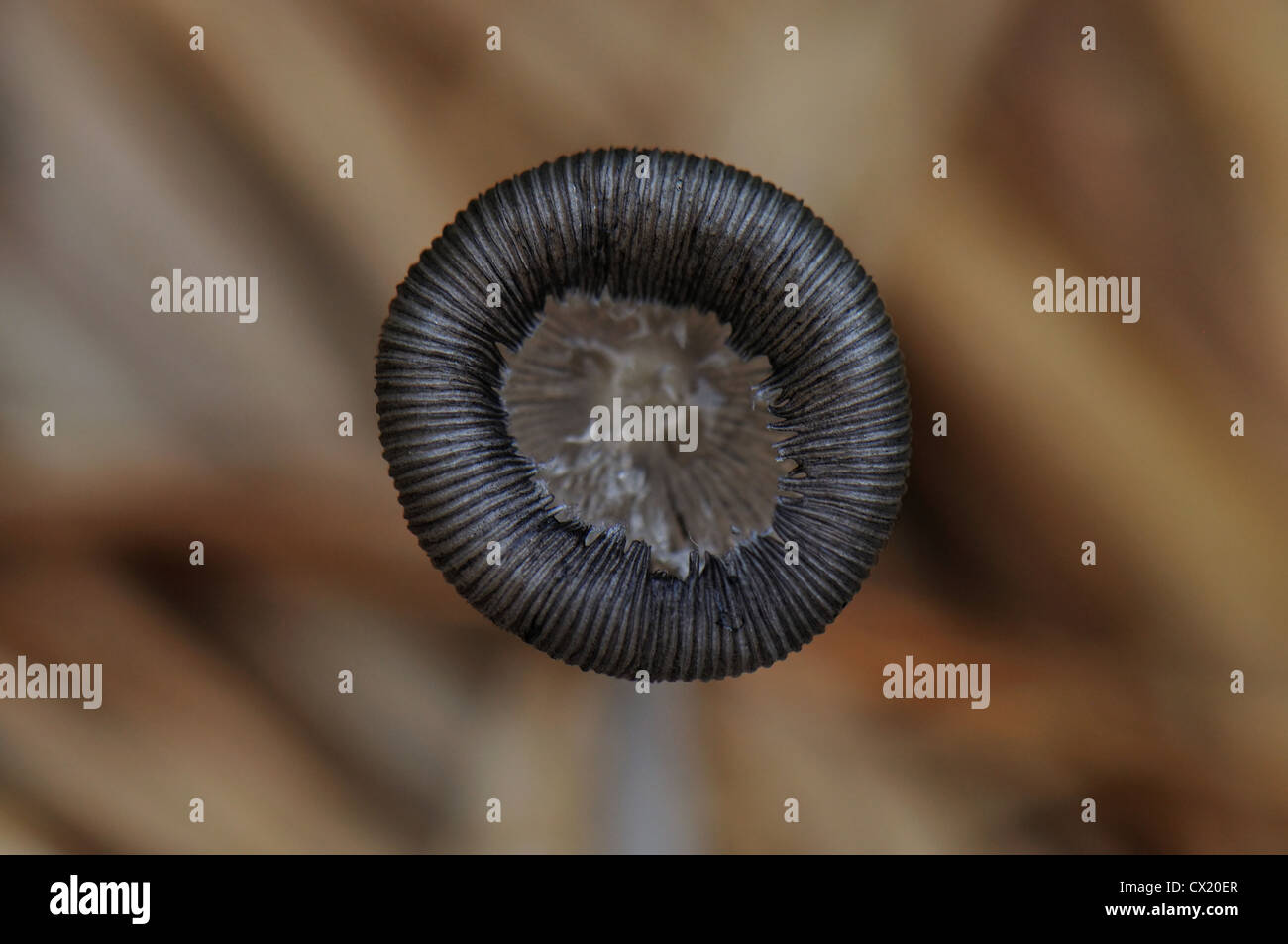 Thalle aux champignons Banque de photographies et d’images à haute ...