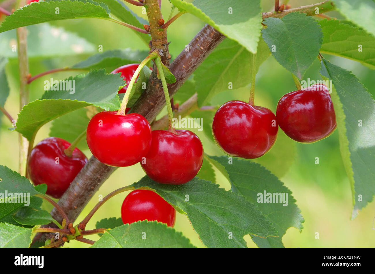 Feuille de cerise aigre Banque de photographies et d’images à haute ...
