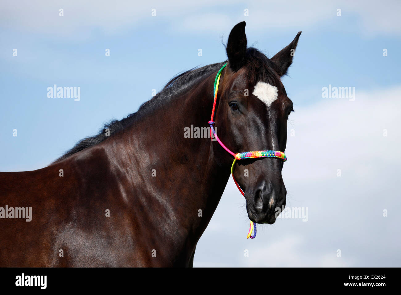 Cheval noir Banque de photographies et d’images à haute résolution - Alamy