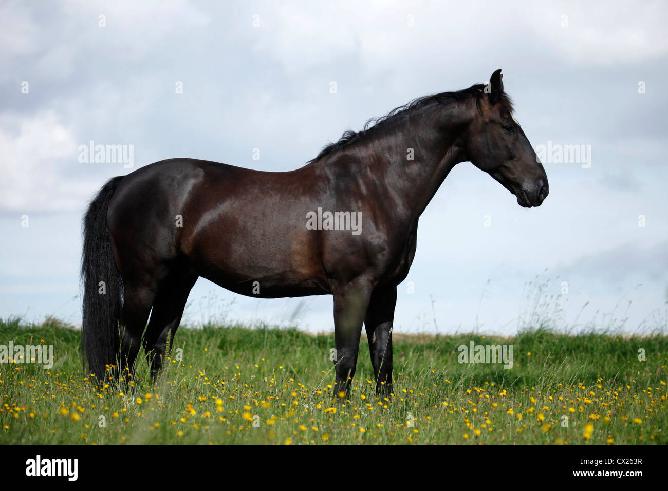 Cheval noir Banque de photographies et d’images à haute résolution - Alamy