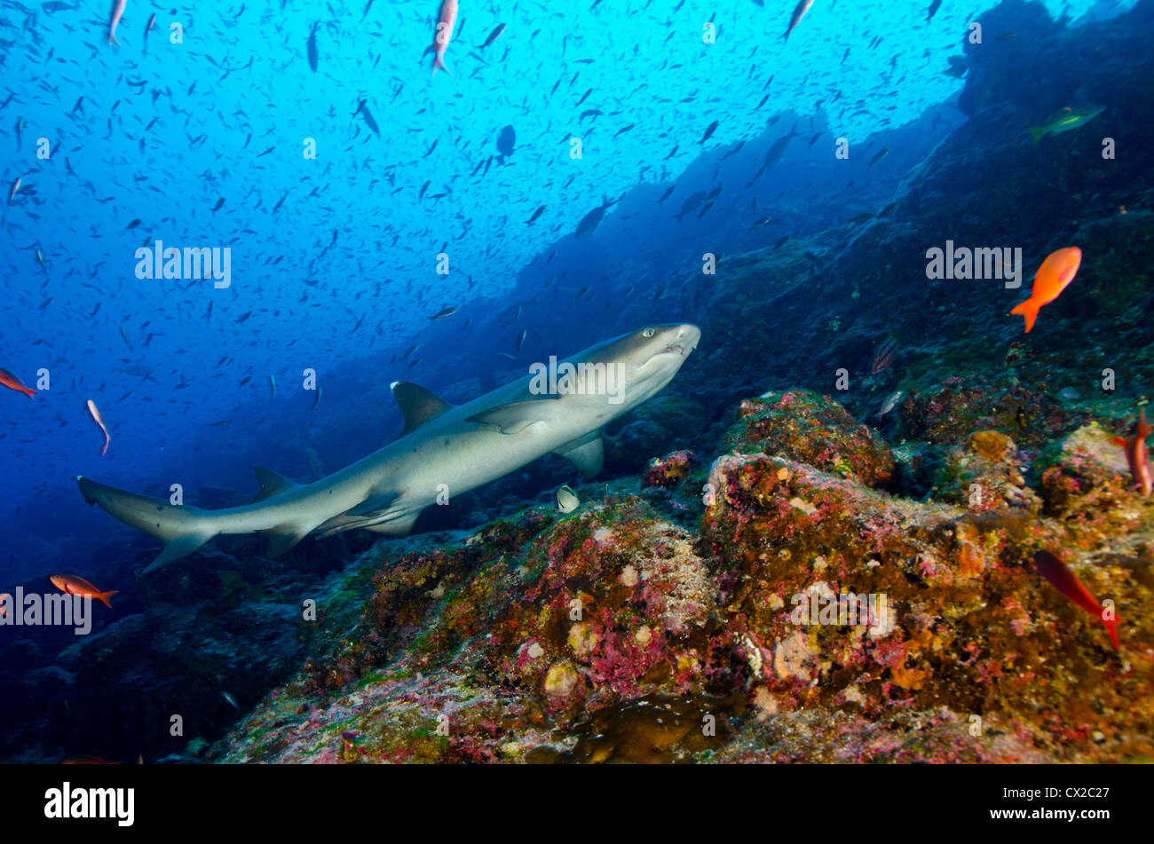 Les requins de l'île Cocos, Costa Rica, requin à pointe blanche ...