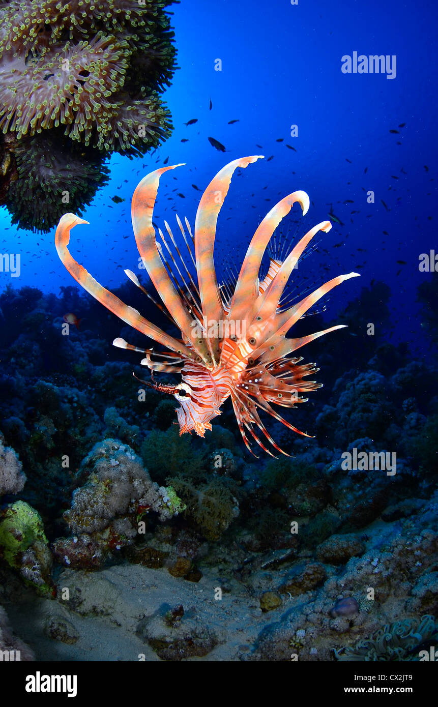 Poisson De Corail Banque d'image et photos - Alamy