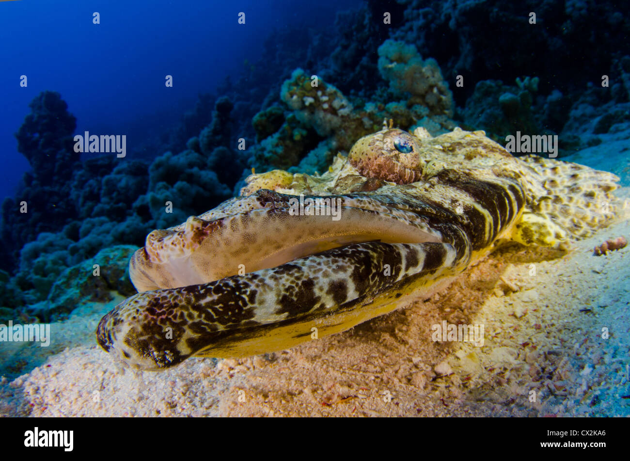 Mer Rouge, sous-marin, les récifs coralliens, sea life, la vie marine ...