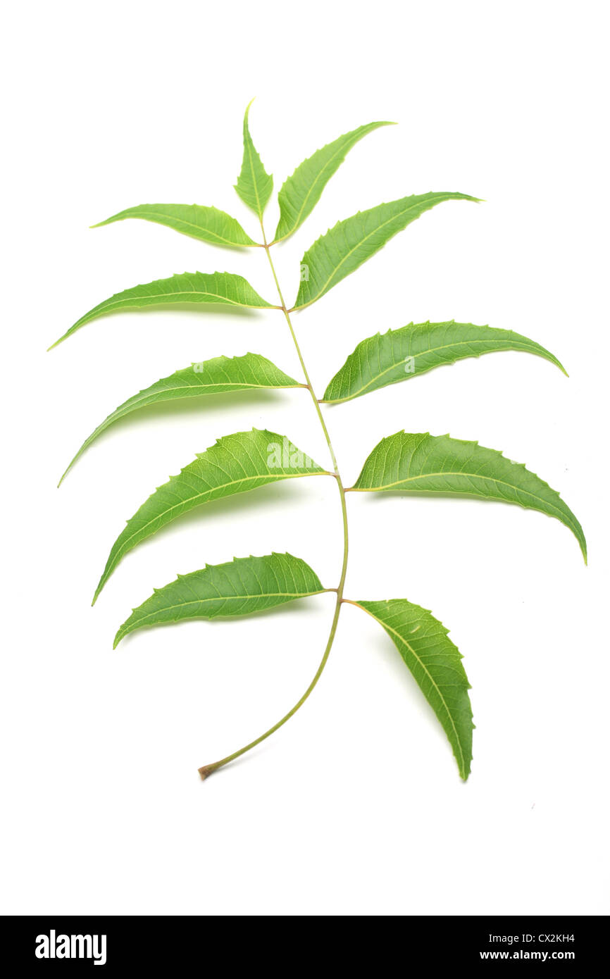 Neem flower Banque de photographies et d’images à haute résolution - Alamy