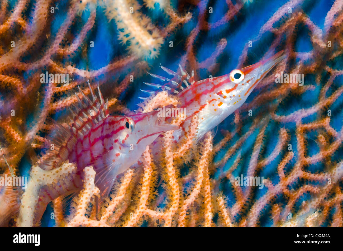 Nez plongeant de Banque de photographies et d’images à haute résolution ...