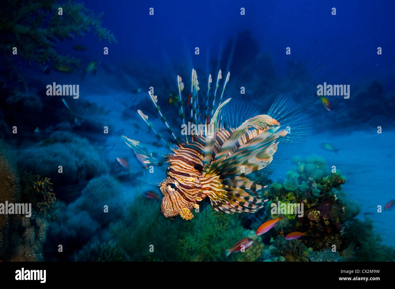 Lion poissons, coraux, Mer Rouge, Egypte, sous l'eau, la vie, la mer ...