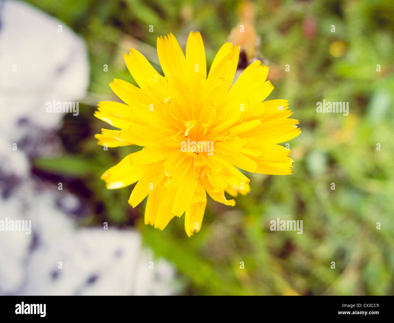 Crepis aurea Banque de photographies et d’images à haute résolution - Alamy