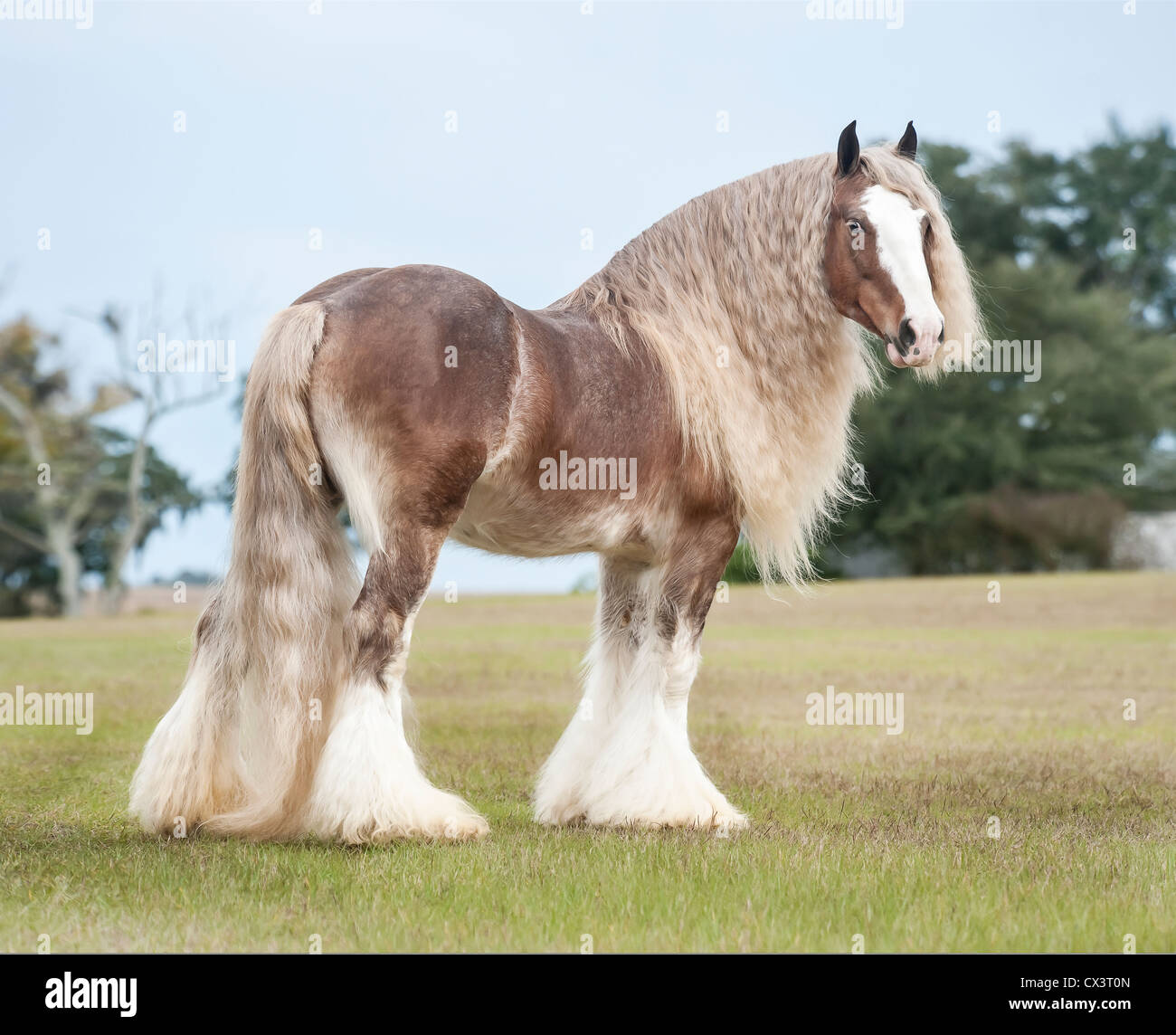 Gypsy horse Banque de photographies et d’images à haute résolution - Alamy