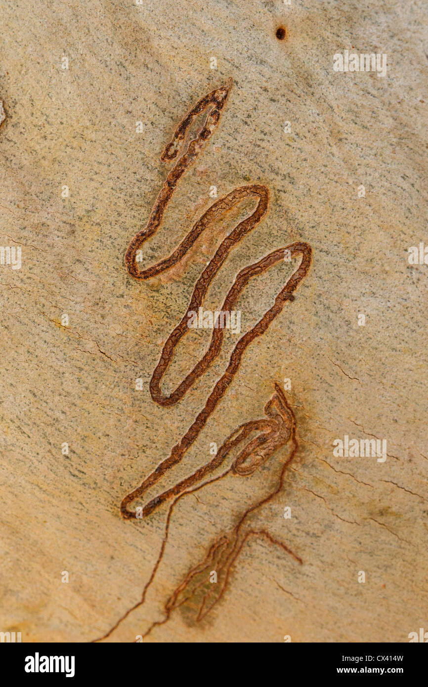 Scribbly gum moth Banque de photographies et d’images à haute ...