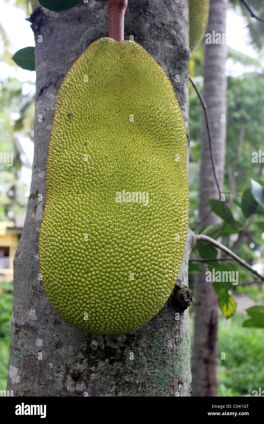 Jackfruit leaves Banque de photographies et d’images à haute résolution ...