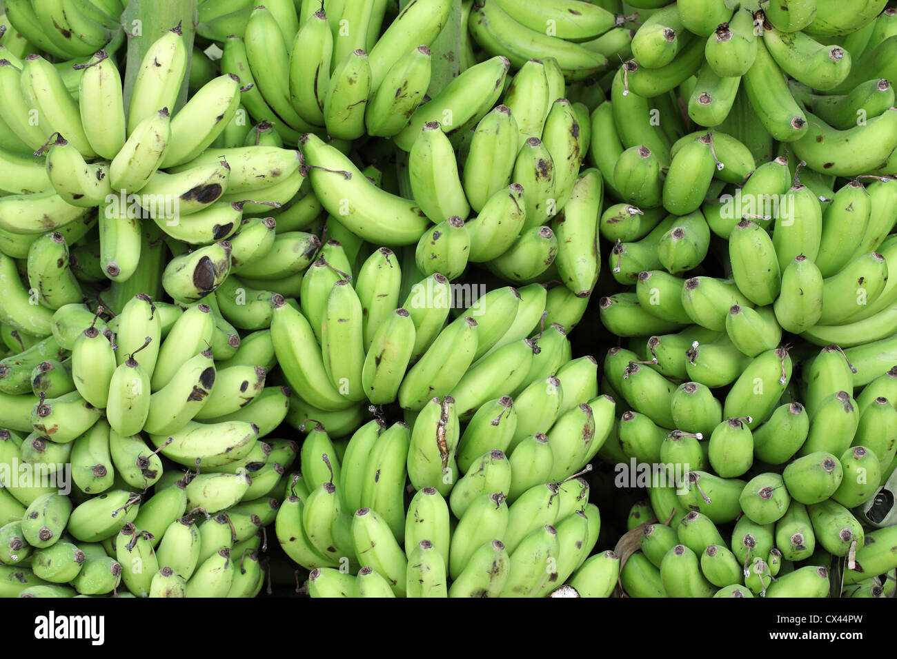 Bouquet de bananes vertes Banque de photographies et d’images à haute ...